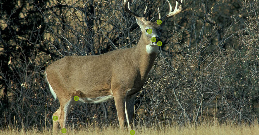 The 8 Glands of a Whitetail – BuckStik