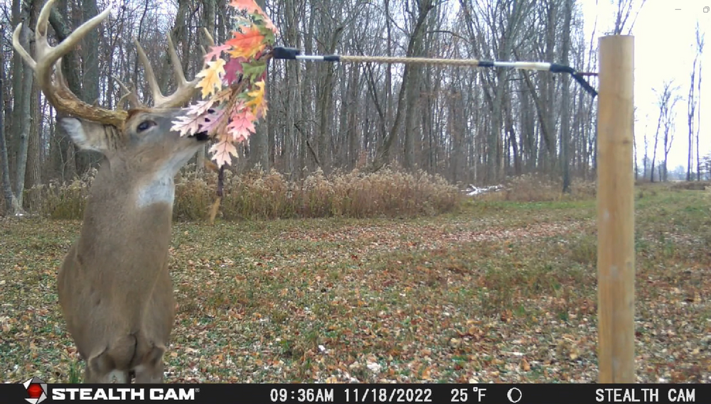 BuckStik | All in one Licking Branch, Mock Scrape, and Rubbing Post
