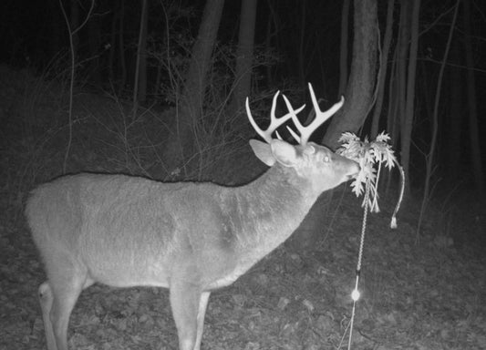 Buckstik® – BuckStik