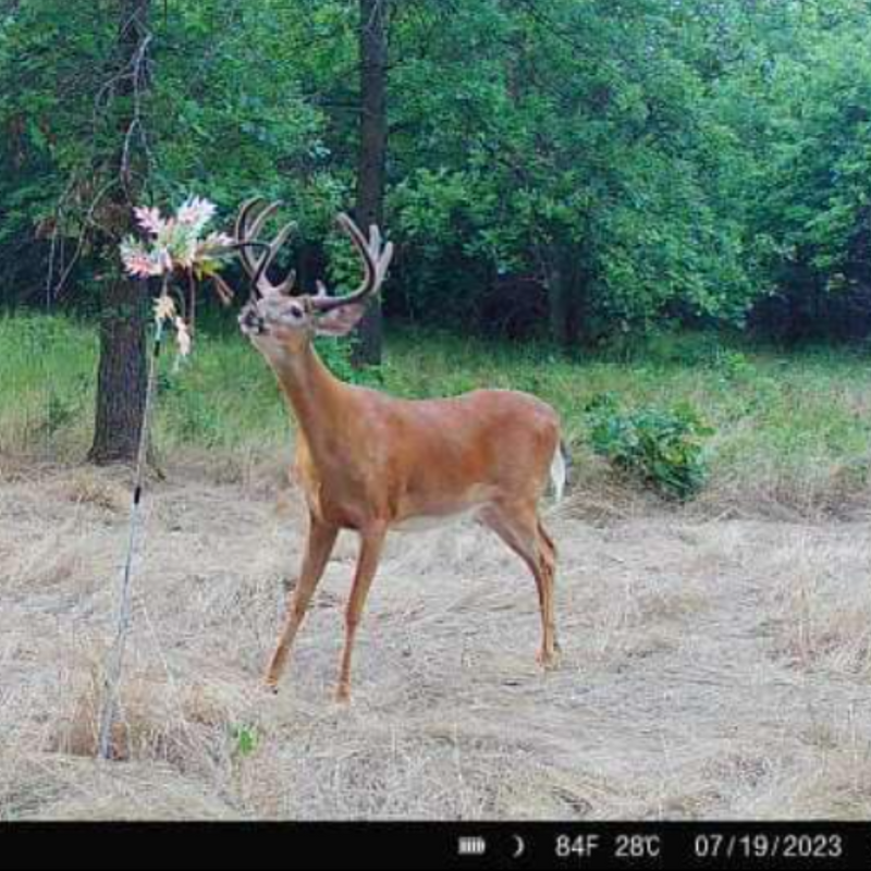 BuckStik | All in one Licking Branch, Mock Scrape, and Rubbing Post