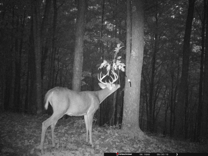 BuckBranch – BuckStik