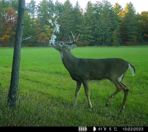 BuckBranch – BuckStik