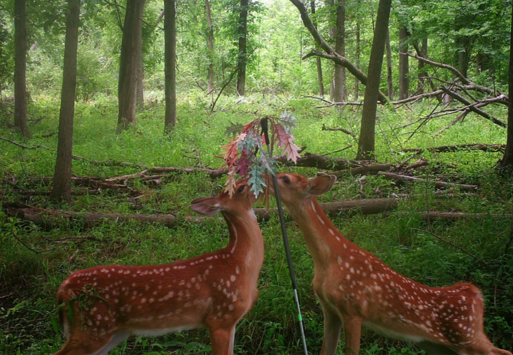 Buckstik® – BuckStik