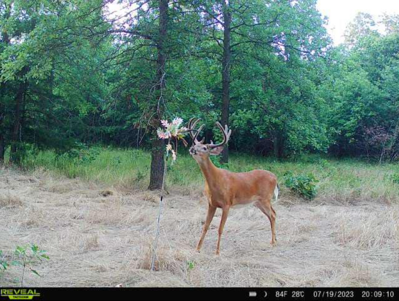 BuckStik | All in one Licking Branch, Mock Scrape, and Rubbing Post